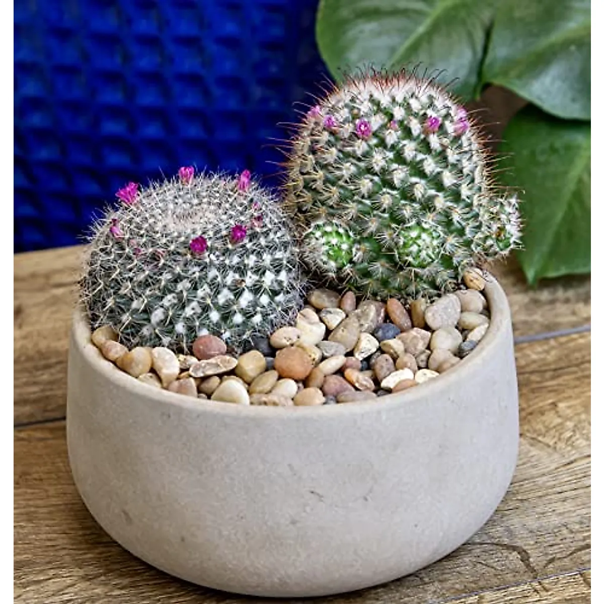 Altman Plants, Assorted Cactus Plants Live Plants (3PK), Cactus Plant Live Succulents Plants Live Cactus Decor, Indoor Plants Live House Plants in Cactus Soil, Live Cacti Plants Live Succulent Plants