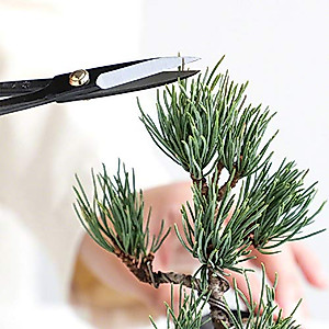 Wazakura 2PCS Japanese Bonsai Trimming Kit MADE IN JAPAN, Twig Bonsai Scissors 8-1/4inch(210mm) + Sap Rust Eraser Set