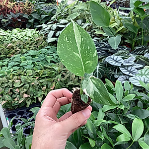 Monstera Thai Constellation Starter Plant