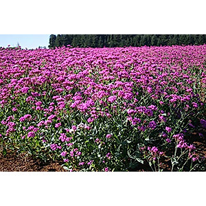 Catchfly Flower Seeds for Planting, 3000+ Seeds Per Packet, (Isla's Garden Seeds), Non GMO & Heirloom Seeds, Scientific Name: Silene, Great Home Flower Garden Gift