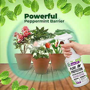 Mighty Mint 32oz Plant Protection Peppermint Spray for Spider Mites, Insects, Fungus, and Disease
