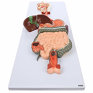 Axis Scientific Human Digestive System Model | Half Life-Size Digestive System Displays Opened Organs | Includes GI-Tract and Colon | Includes Product Manual