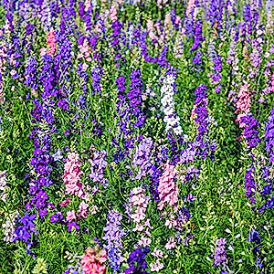 Outsidepride Delphinium Larkspur Rocket Wild Flowers - 1000 Seeds