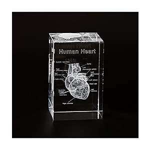 Ultrassist 3D Human Heart Crystal Model, Laser Etched Anatomical Model for Home and Office Decoration, Cardiology Gifts