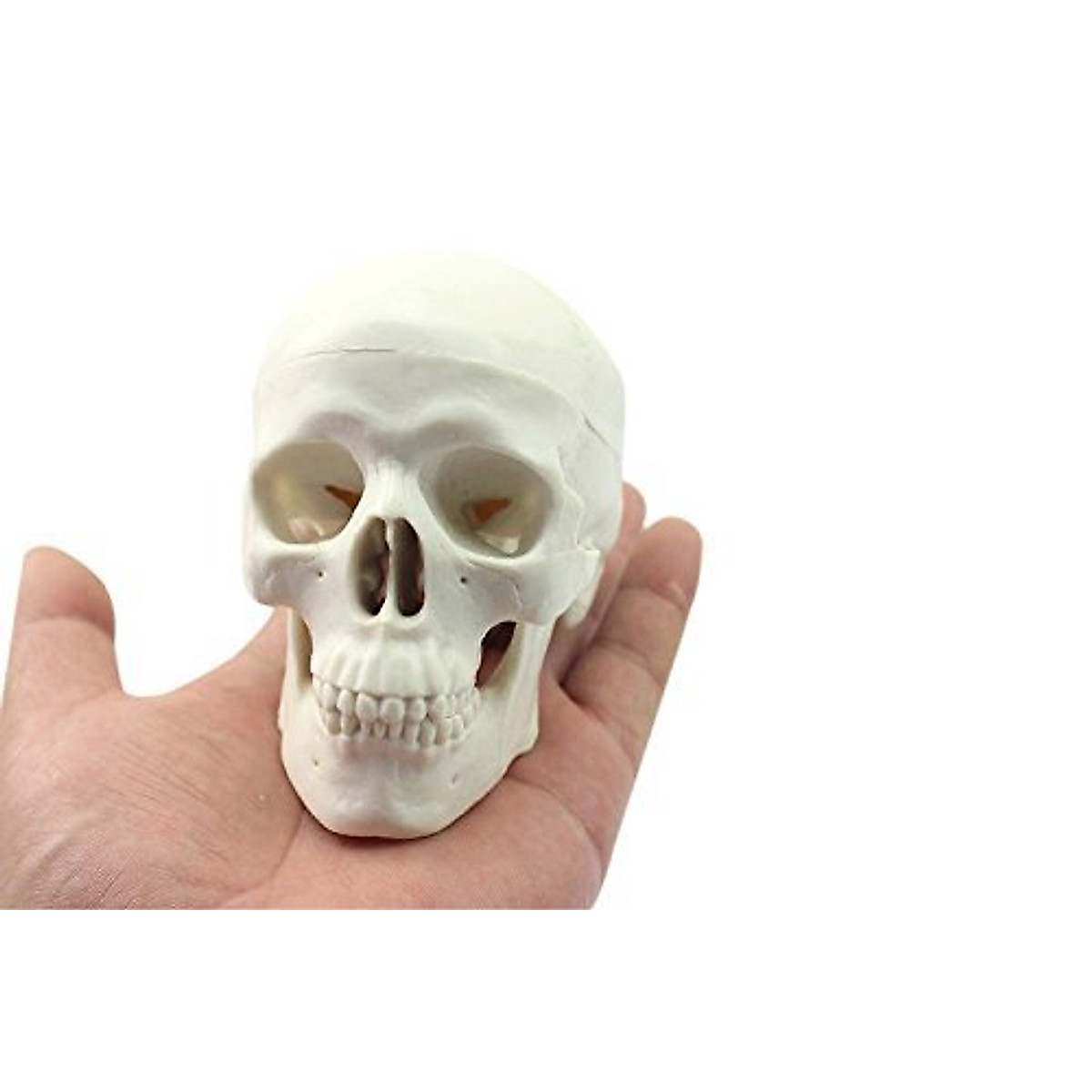 Ocean-Aquarius Mini Human Medical Anatomical Head Bone Skull Bone Model Educational Mini Model