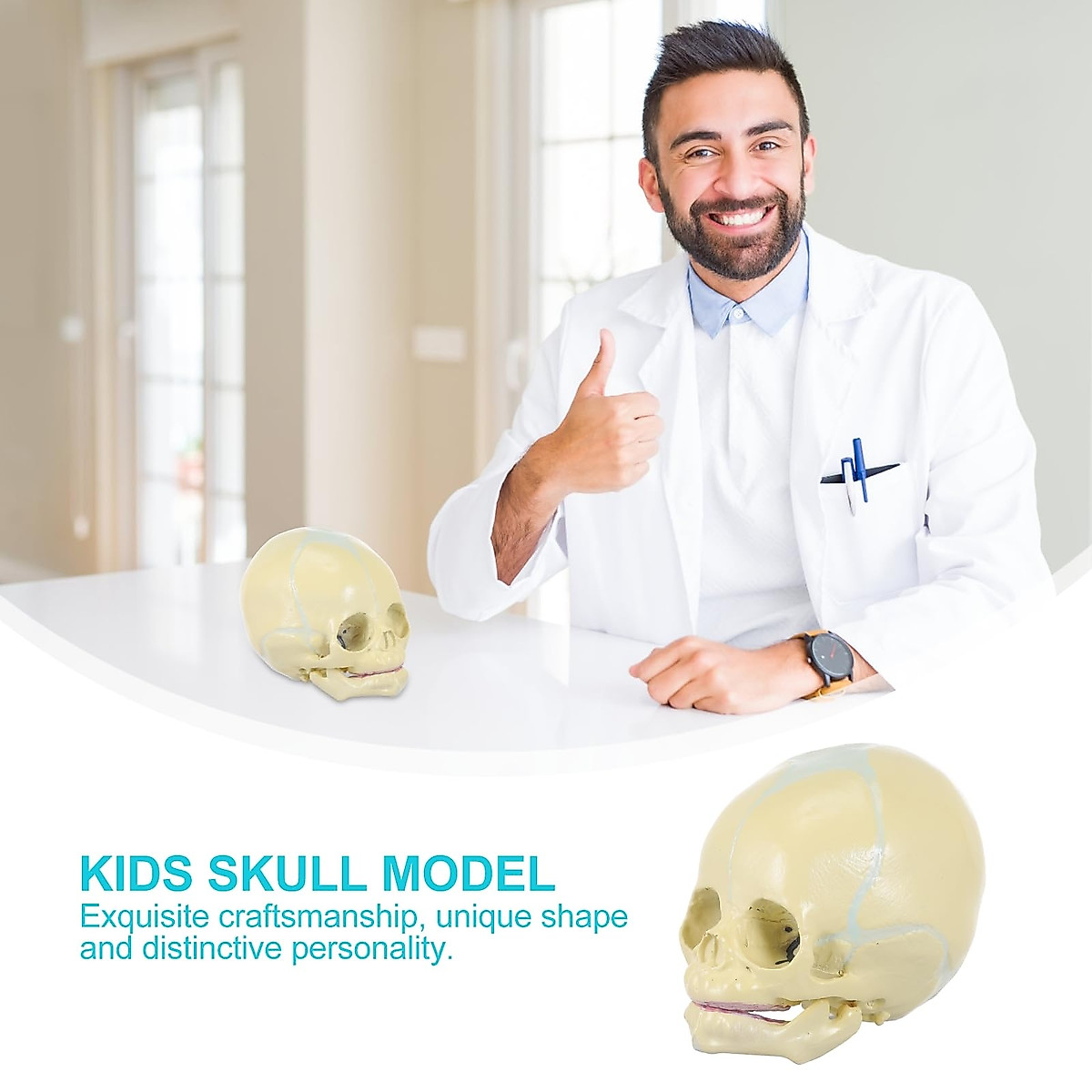 Human Skull Anatomical Model - Skull Model Anatomy Head Skeleton Model 5.5inch for Medical Teaching Learning Students Education Display