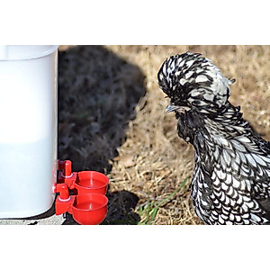 Chicken Water Cup Waterer Kit for Poultry - Pack of 6 + One Extra for Free (Total of 7)