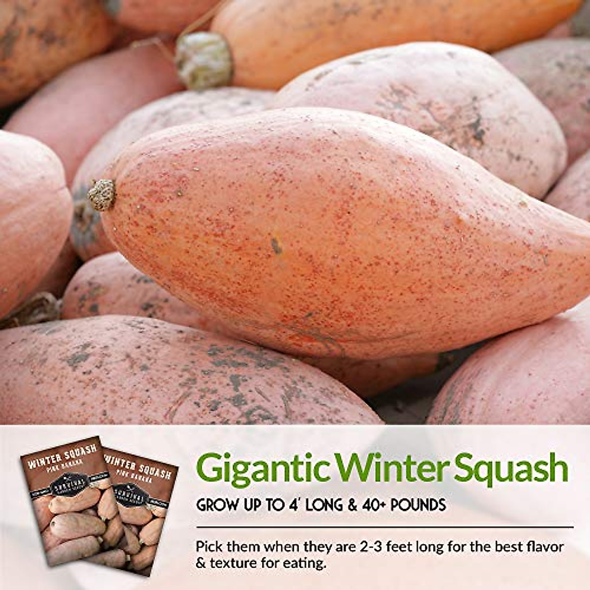 Survival Garden Seeds - Pink Banana Winter Squash Seed for Planting - Pack with Instructions to Plant and Grow Unique Winter Vegetables in Your Home Vegetable Garden - Non-GMO Heirloom Variety