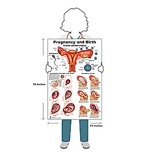 Pregnancy and Birth Poster 24 x 36 Heavy Plastic and Dry Erase Compatible