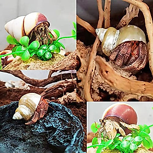 13 Pack Hermit Crab Shells with 2 Pack Food Water Bowl Growth Turbo Seashell Supplies Accessory