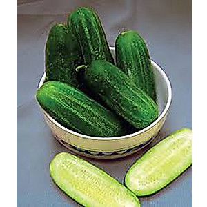 Cucumber, National Pickling Cucumber Seed, Heirloom,25 Seeds, Great for Pickling