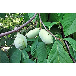 Paw paw Tree Seeds for Planting | 6 Seeds | Edible Fruit Tree, Made in USA. Ships from Iowa. Fun and Easy to Grow Your Own Food, Exotic Pawpaw Tree Seeds