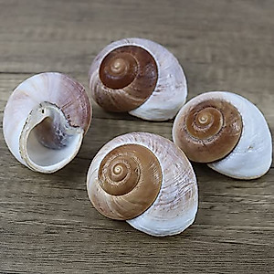 4 Pack Large Hermit Crab Shells, Muffin Snail Shells | Turbo Shells | Giant Land Snail Shells | Hermit Crab House for Fish Tank Aquarium Decoration Beach Home Decor Wedding Centerpieces, 2.75"-3"