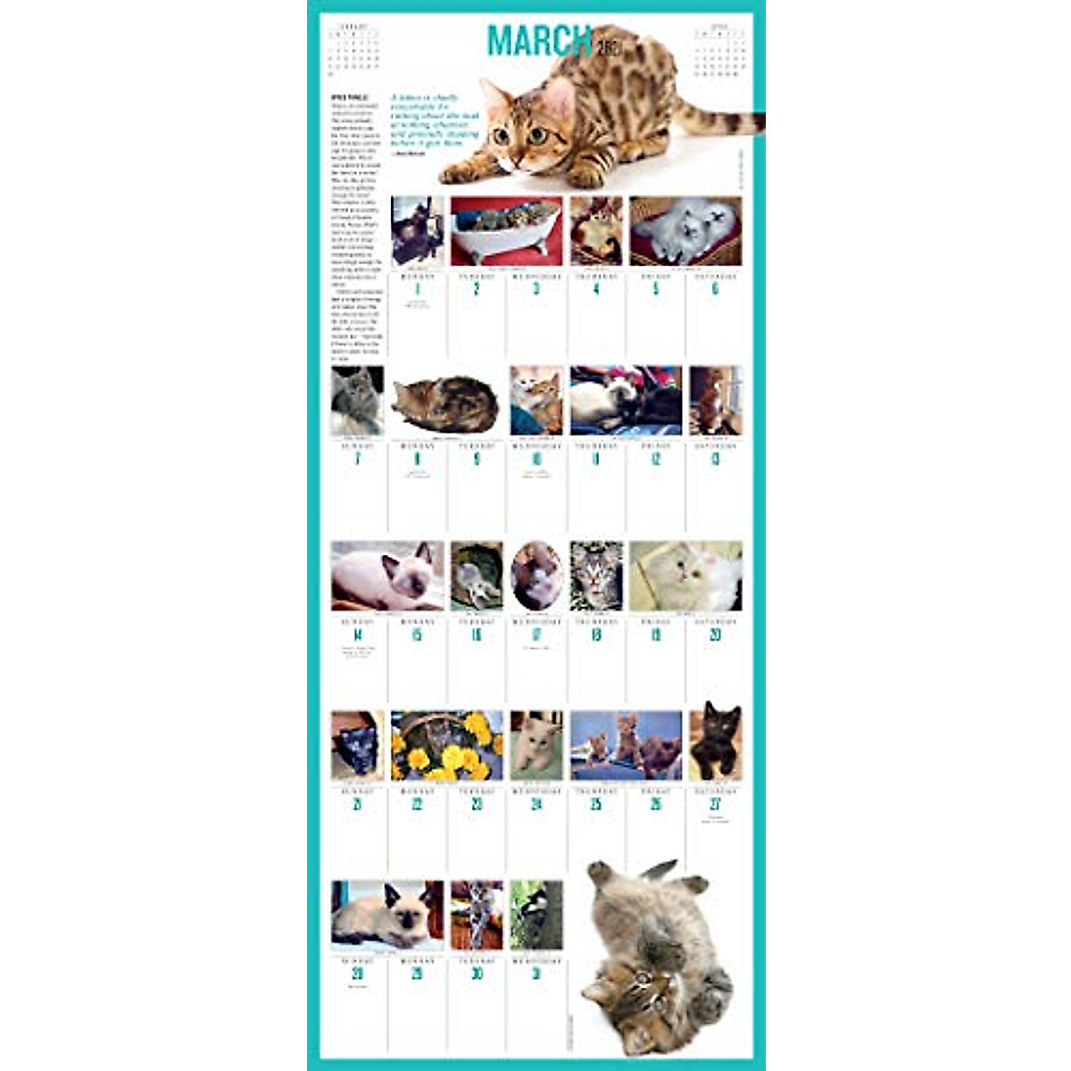 365 Kittens-A-Year Picture-A-Day Wall Calendar 2021
