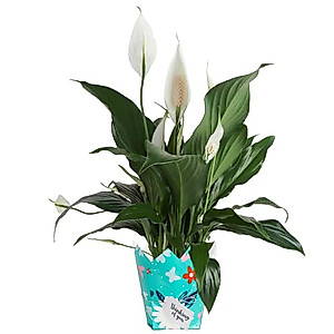 Costa Farms Peace Lily Live Plant, Indoor Houseplant with White Flowers, Room Air Purifier in Thinking of You Gift Wrap Planter, Potting Soil, Gift Idea for Mom, Dad, Family, Friends, 15-Inches Tall