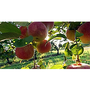 seedcaps Dwarf Apple Seeds for Planting - (Honey Crisp, Gala,Green,Golden) Apple Mixed 100 Seeds - Non-GMO Organic Apple Tree Seeds to Plant Home Friuts Garden Bonsai