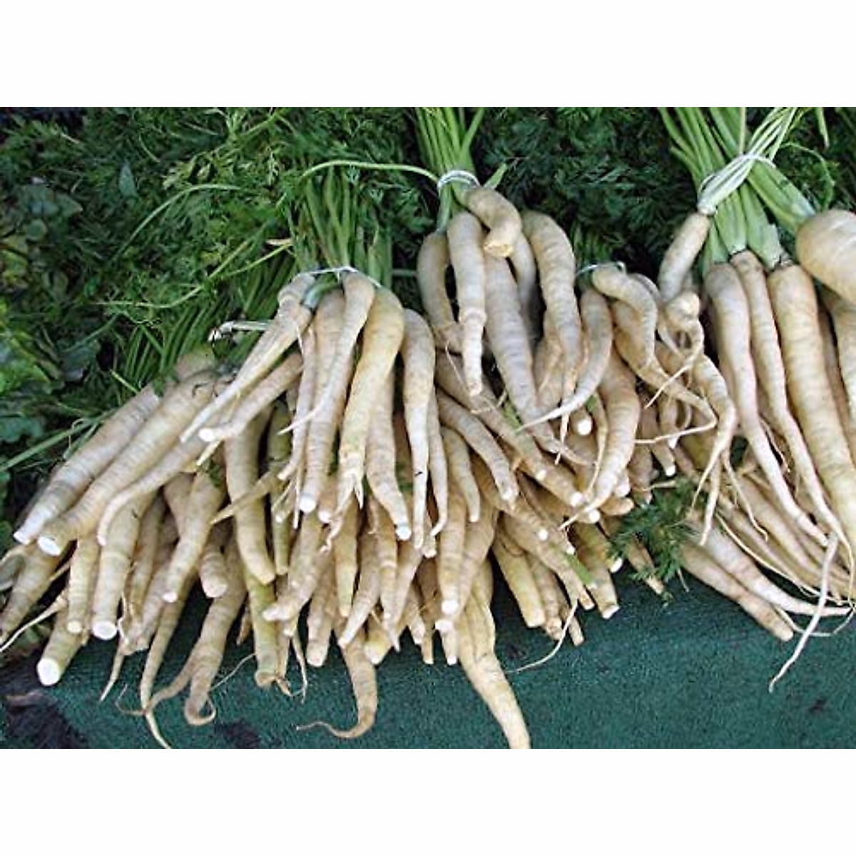 Snow White Carrot Seeds for Planting, 350+ Heirloom Seeds Per Packet, (Isla's Garden Seeds), Non GMO Seeds, Botanical Name: Daucus carota subsp. sativus, Great Home Garden Gift