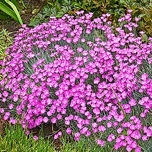 QAUZUY GARDEN 100 Seeds Pink Dianthus Cheddar Pinks Carnation Sweet William Seeds Perennial Flower Heirloom Ground Cover Easy to Grow