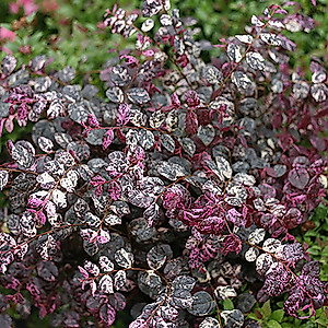 Proven Winner Jazz Hands Loropetalum, 2 Gal, Variegated Pink and White Foliage