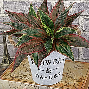 CATTREE Fake Plants Artificial Plant Outdoor Shrubs Faux Grass Plastic Leaves Greenery Bushes Home Garden Wedding Party Decorations Indoor Office Yard UV Resistant Planter Filler Red 2 Pack