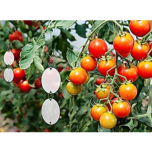 Monarchy Solutions Premium Metal Bird Deterrent Discs 16 Discs Set Reflective Hanging Device to Keep Birds Away Like Woodpeckers, Pigeons, Ducks, Herons, Grackles, Geese & Pest , Bird Blinder disks