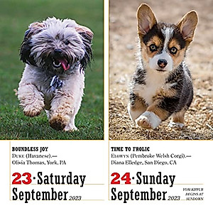 365 Dogs Page-A-Day Calendar 2023: The World's Favorite Dog Calendar