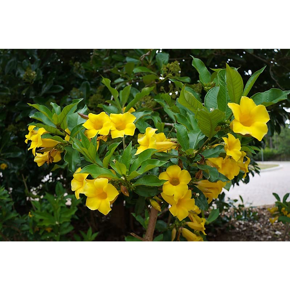Yellow Flowering Allamanda Bush | 3 Live Plants | Allamanda Schottii | Beautiful Indoor and Outdoor Blooming Shrub