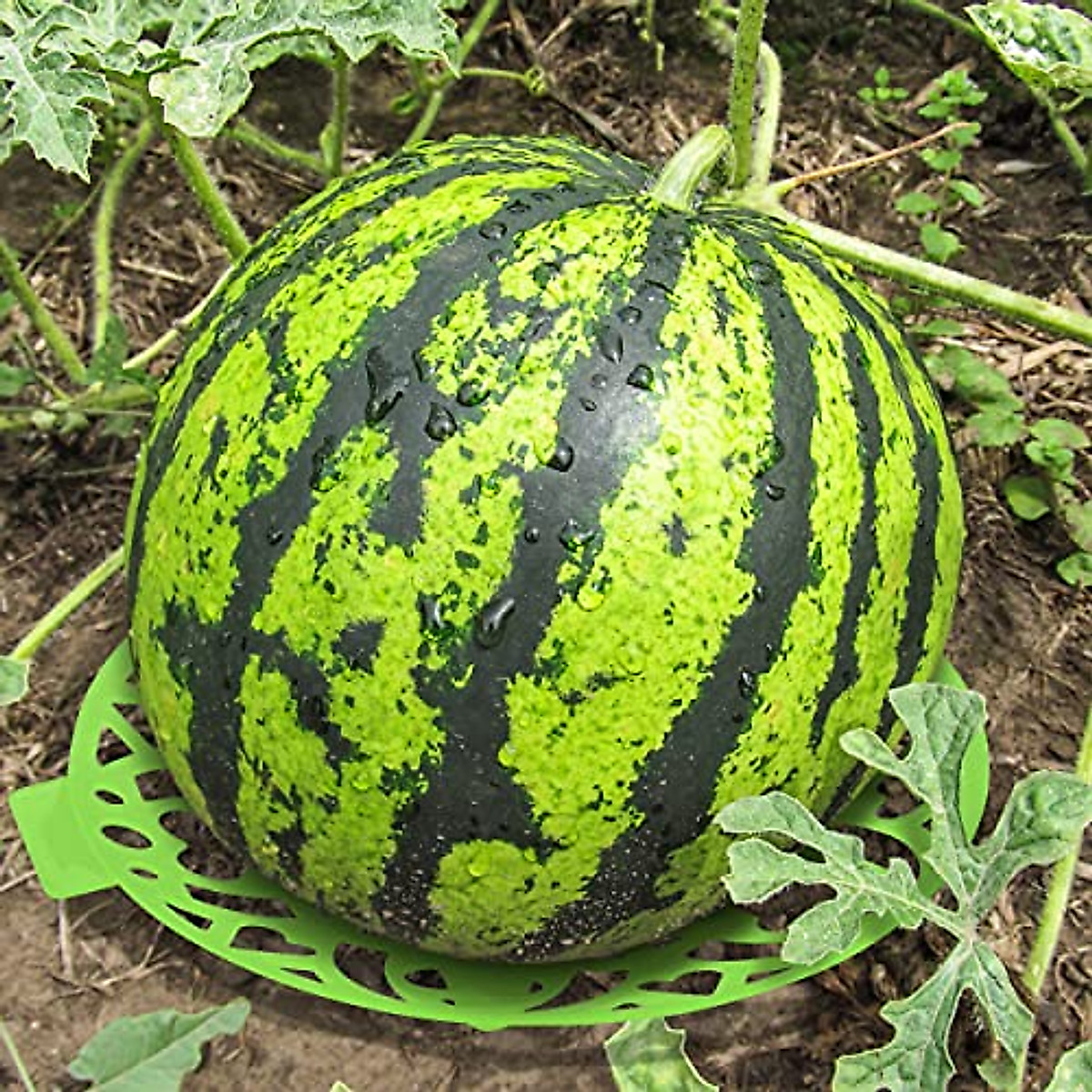 7Penn Watermelon Support Stand - 10pk Green Plastic Melon Cradle Supports for Watermelons, Pumpkins, Melons, and Squash
