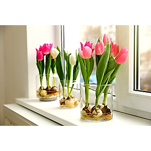 10 Pre Chilled Tulip Bulbs for Forcing - Grow Indoors in Just Water - Mixed Color - Easy to Grow - Vase Not Included - Made in USA, Ships from Iowa. Prechilled Indoor Bulbs