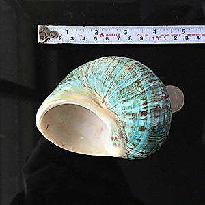 Wixine 1Pcs 10cm Green Turbo Natural Rare Real Sea Shell Conch Stunning Healing Decor Ocean