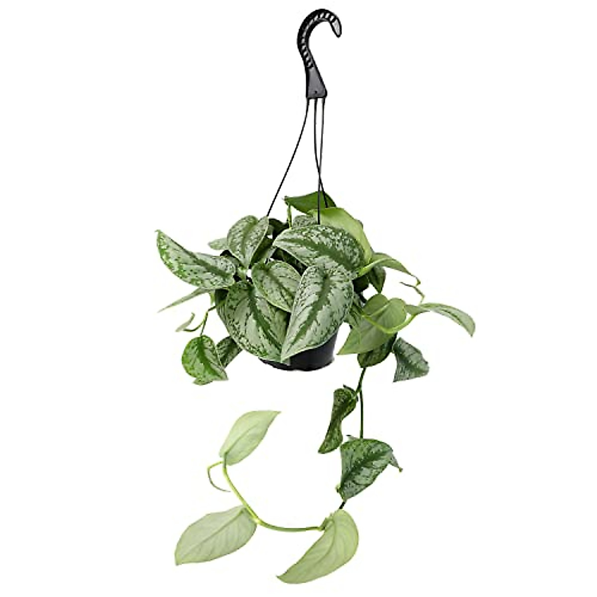 Silver Satin Pothos Plant Live Plant Hanging Basket, Silver Pothos Hanging Plant Live House Plants Indoors, Real Plants Indoor Live Plants Indoor Plants Live Houseplants Live Indoor by Plants for Pets
