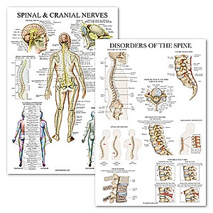 2 Pack: Spinal and Cranial Nerves + Disorders of the Spine Poster Set - Set of 2 Anatomical Charts - Laminated - 18" x 24"