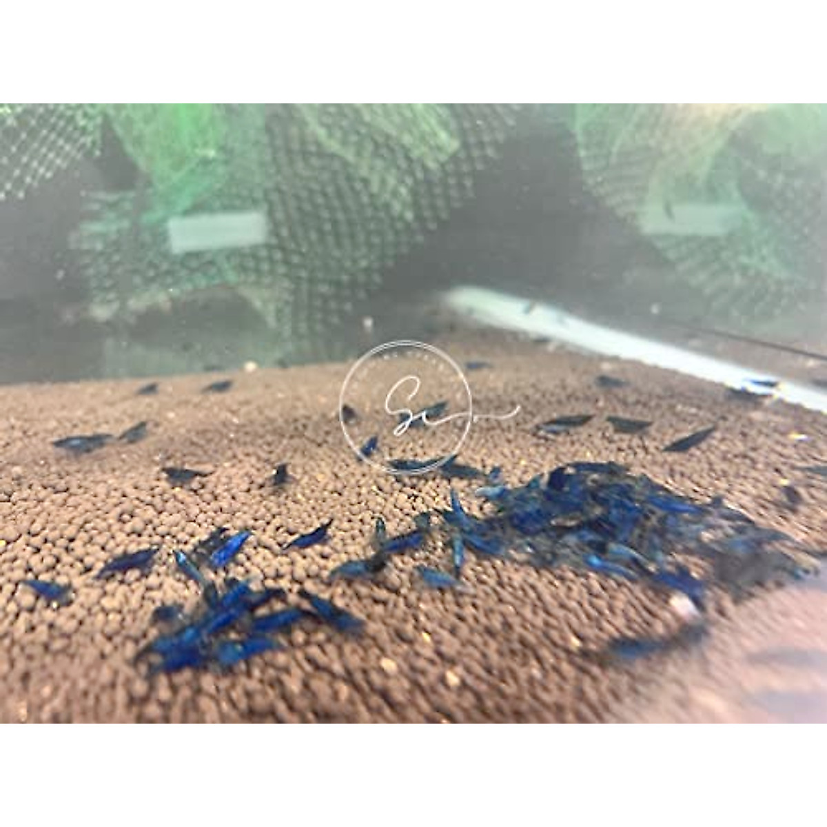 Swimming Creatures 10 Blue Dream(Grade A+) Neocaridina Freshwater Aquarium Shrimp. Live Arrival Guarantee.