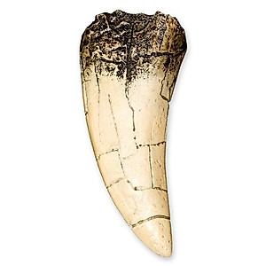 Tyrannosaurus Rex Dinosaur Tooth (Recreation)