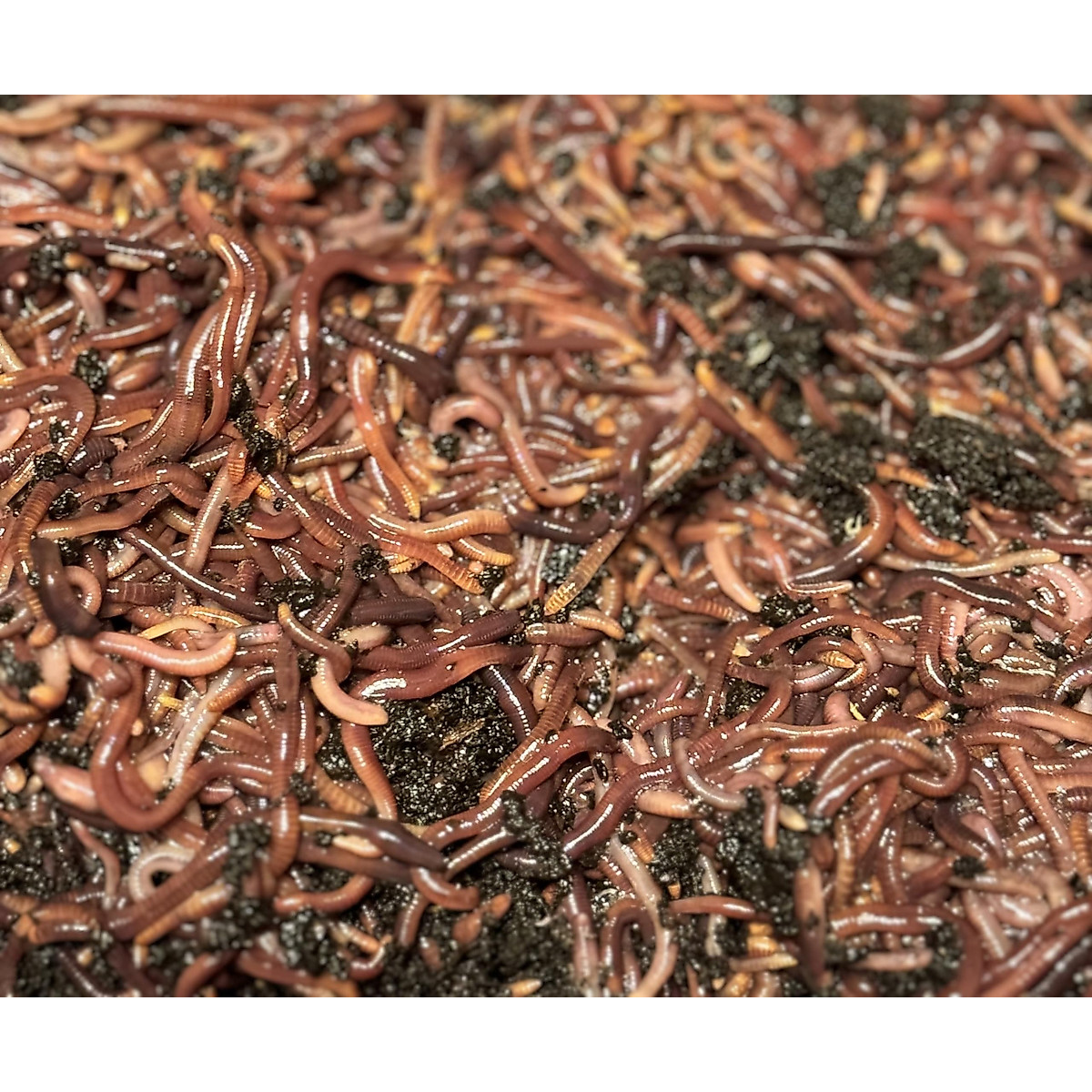 Live RED WIGGLERS Worms, Compost Worms, Composting Bins, Red Wiggler (100 Worms)