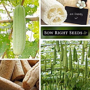 Sow Right Seeds - Luffa Gourd Seed for Planting - Non-GMO Heirloom Packet with Instructions to Plant a Home Vegetable Garden - Great Gardening Gift (2)