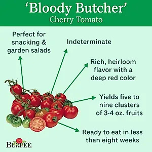 Burpee 'Bloody Butcher' | Red Beefsteak Slicing Tomato | 40 Seeds