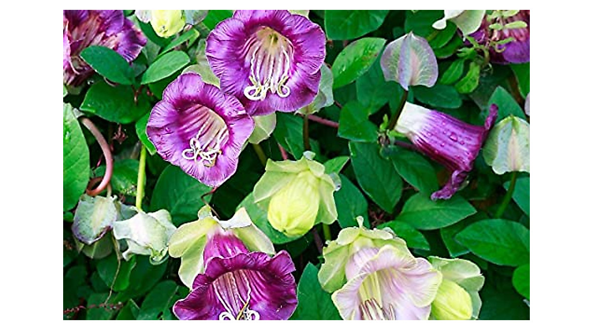 Cobea Cup & Saucer Vine Seeds - Non-GMO Annual