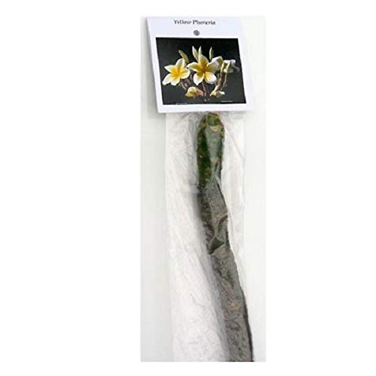 Plumeria Frangipani Cutting Rubra Yellow 10"-12" Discount Hawaiian Gifts