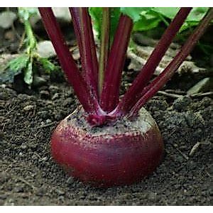 1200 Detroit Dark Red Beet Seeds for Planting 1 Ounce of Seeds Non GMO and Heirloom Survival Vegetable Garden Bulk Seeds