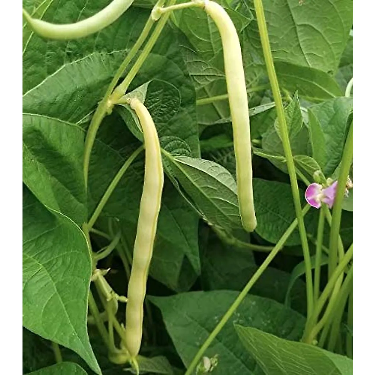 Cherokee Wax Bush Bean Seeds for Planting, 50+ Heirloom Seeds Per Packet, (Isla's Garden Seeds), Non GMO Seeds, Botanical Name: Phaseolus vulgaris, Great Home Garden Gift