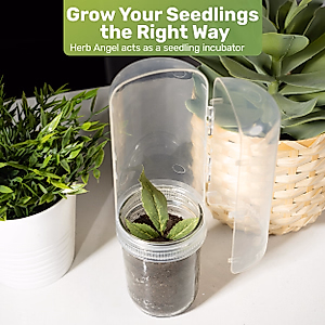 The Herb Angel Mason Jar Herb Lid - Fresh Herb Keeper - Herb Saver Pod for Cilantro, Parsley, Basil, Chives, Mint and More - Herb Storage Container for Refrigerator