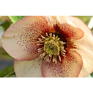Perennial Farm Marketplace (Helleborus W.J. 'Apricot Blush') Perennial, 1 Quart, Peachy Yellow Flowers with Rose-Pink Veins