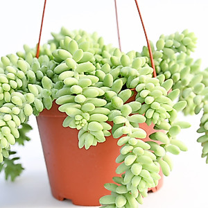 Live Hanging Succulent Plants – Vining Succulent Collection- Fully Rooted Large 6-Inch Hanging Succulent (String of Pearls) (Hanging Burro's Tail)