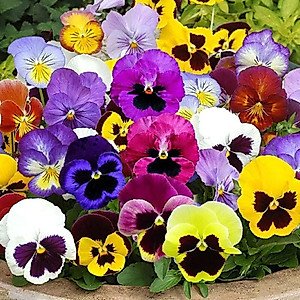 CHUXAY GARDEN Mix Viola Tricolor Seed 500 Seeds Colorful Johnny Jump-up Flower Beauty Purple Yellow White Flowers High Yield Flourishing Wonderful Choice for Garden