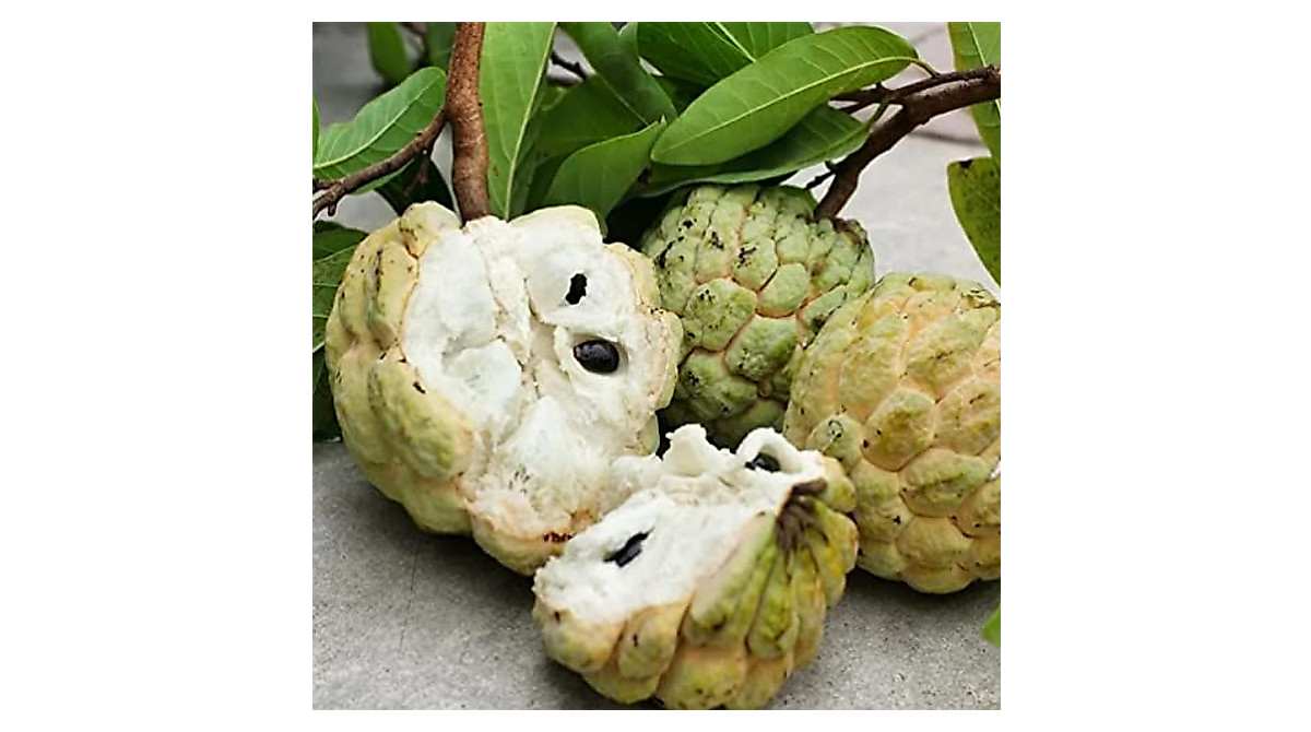 Buy 50+ Custard Apple Seeds | Grow Your Annona Muricata Tree