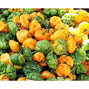 30+ Scotch Bonnet Jamaican Hot Yellow Pepper Seeds Heirloom Non-GMO Ship from USA