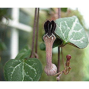 Rosary Vine - Ceropegia woodii - String of Hearts - 2.5" Pot - Collector' Series