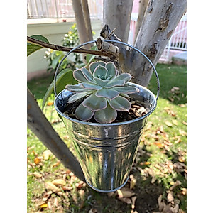 Goldenvalueable 12 Metal Buckets 5 Inch Galvanized Pail for Wedding Decorations, Centerpieces for Party, Garden Planters