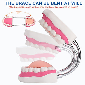 Healthible Tooth Brushing Model - 6 Time Tongue Teeth Model Mouth Model for Speech Therapy Kids Dental Care Teaching Demonstration Model